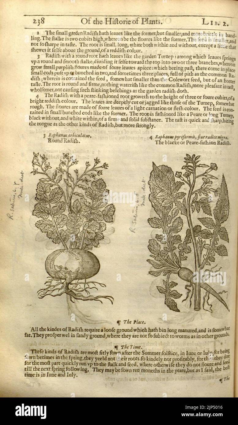 The herball, or, Generall historie of plantes (Page 238 Stock Photo - Alamy