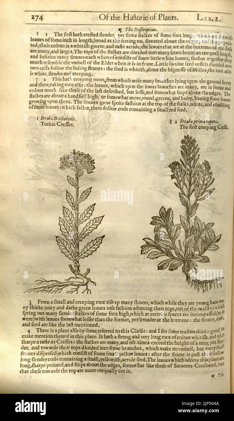 The herball, or, Generall historie of plantes (Page 274 Stock Photo - Alamy