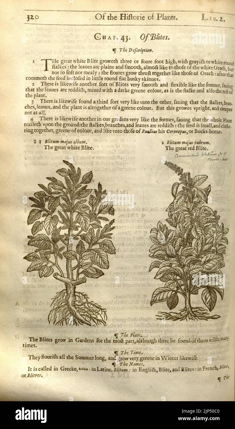 The herball, or, Generall historie of plantes (Page 320 Stock Photo - Alamy