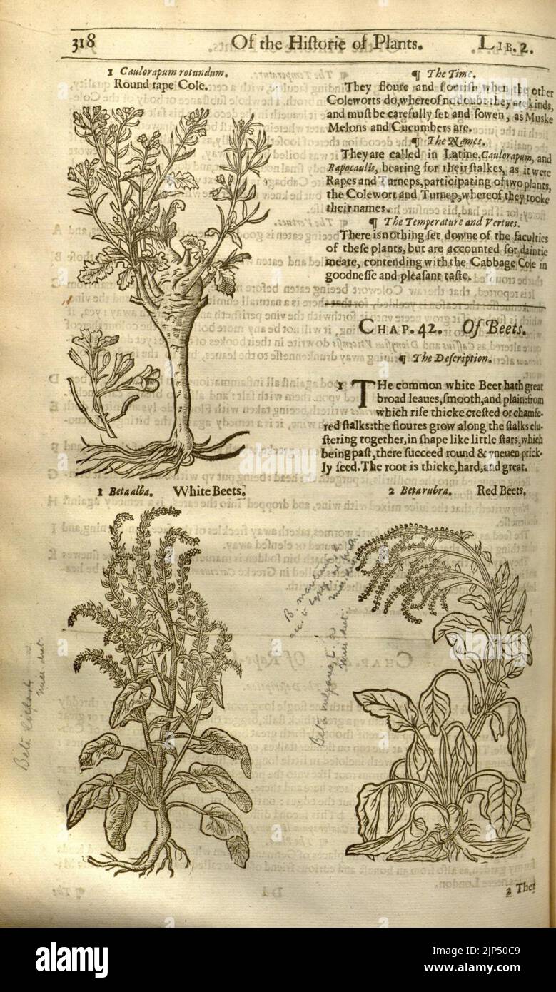 The herball, or, Generall historie of plantes (Page 318 Stock Photo - Alamy