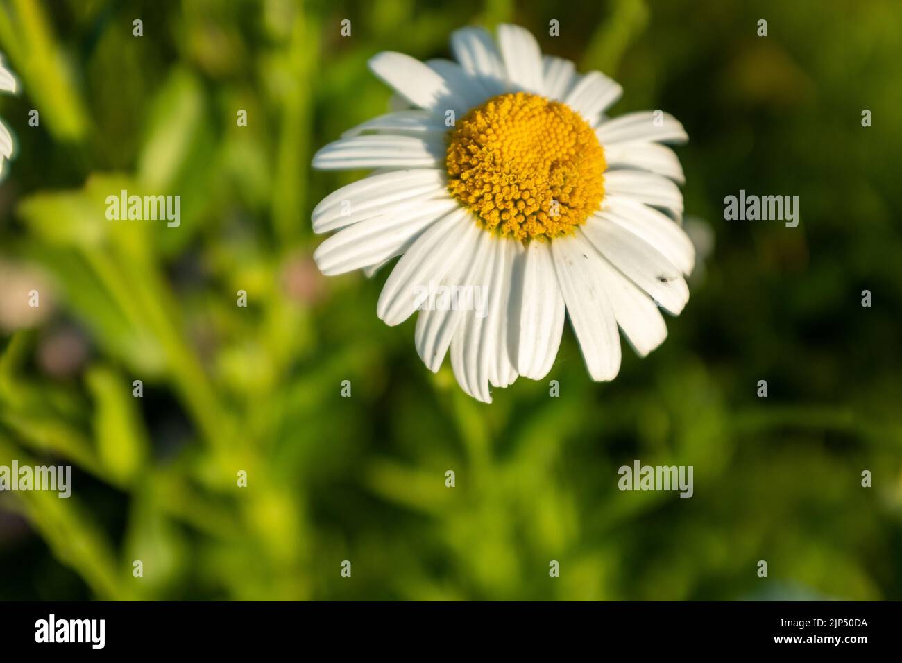 Big camomile flower on blurred green background, close-up. Chamomile ...