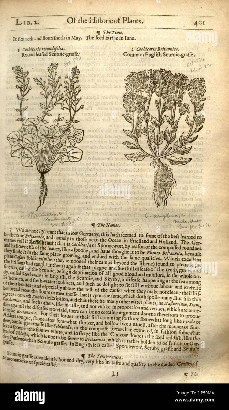 The herball, or, Generall historie of plantes (Page 401 Stock Photo - Alamy