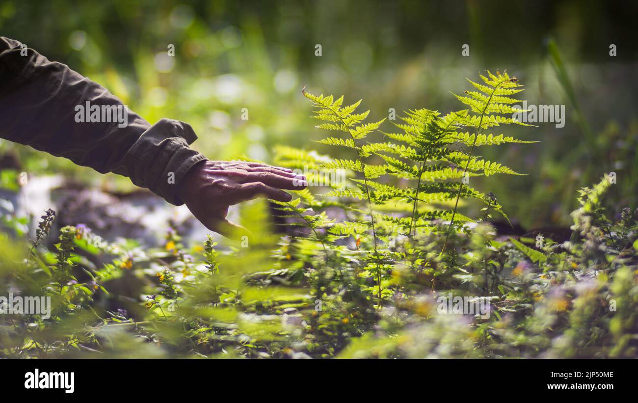 A man's hand touches a fern in the forest. Caring for the environment ...