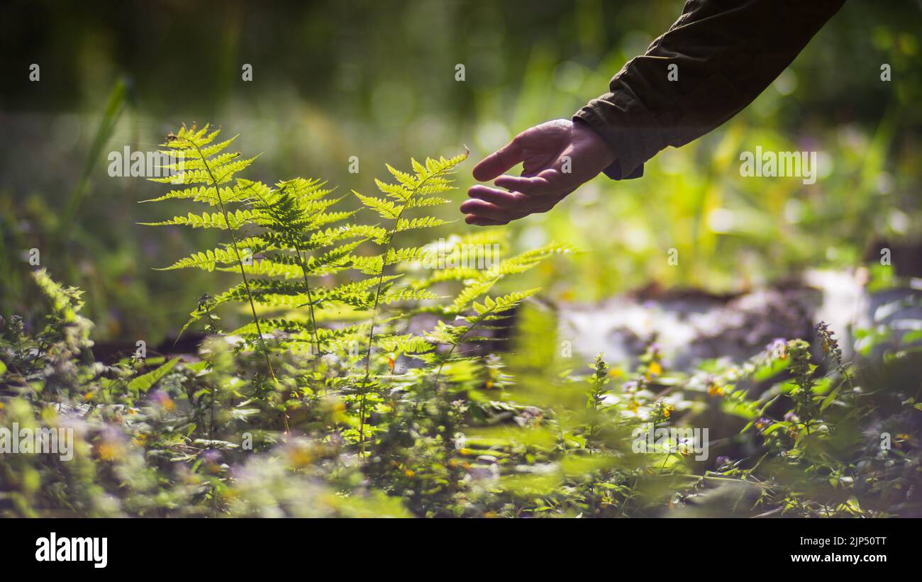 A man's hand touches a fern in the forest. Caring for the environment ...