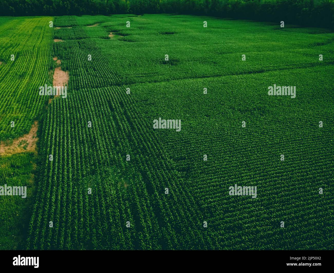 An aerial view of a wisconsin summertime farm with growing corn Stock ...
