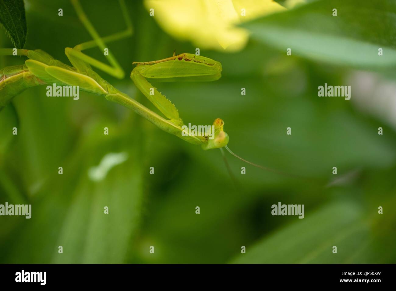 Praying mantis hands hi-res stock photography and images - Alamy