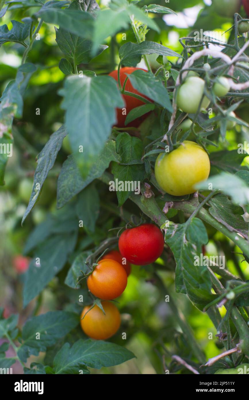 Tomato crops planted in soil get ripe under sun close up. Cultivated ...