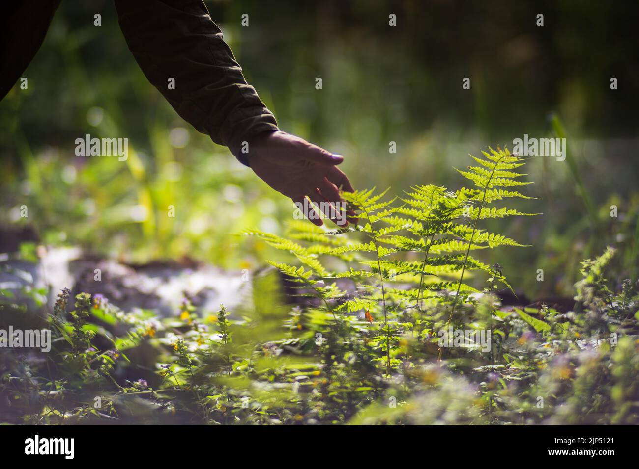 A man's hand touches a fern in the forest. Caring for the environment ...