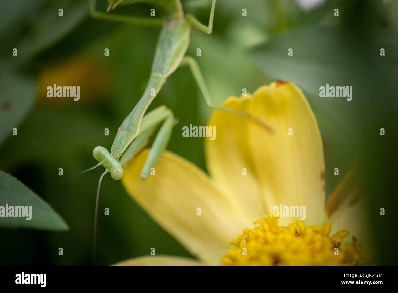Praying Mantis hiding in a plant in a garden Stock Photo - Alamy