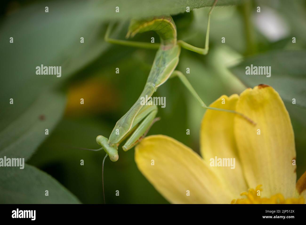 Praying Mantis hiding in a plant in a garden Stock Photo - Alamy