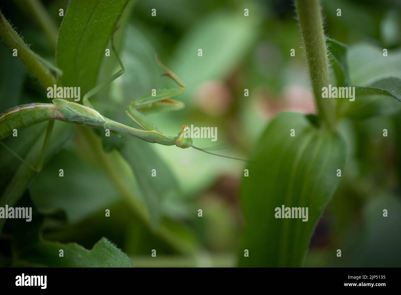 Praying Mantis hiding in a plant in a garden Stock Photo - Alamy