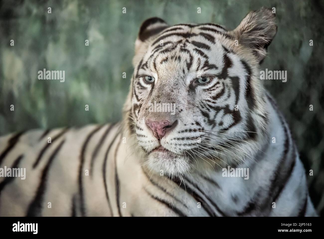 Leucistic tiger hi-res stock photography and images - Alamy