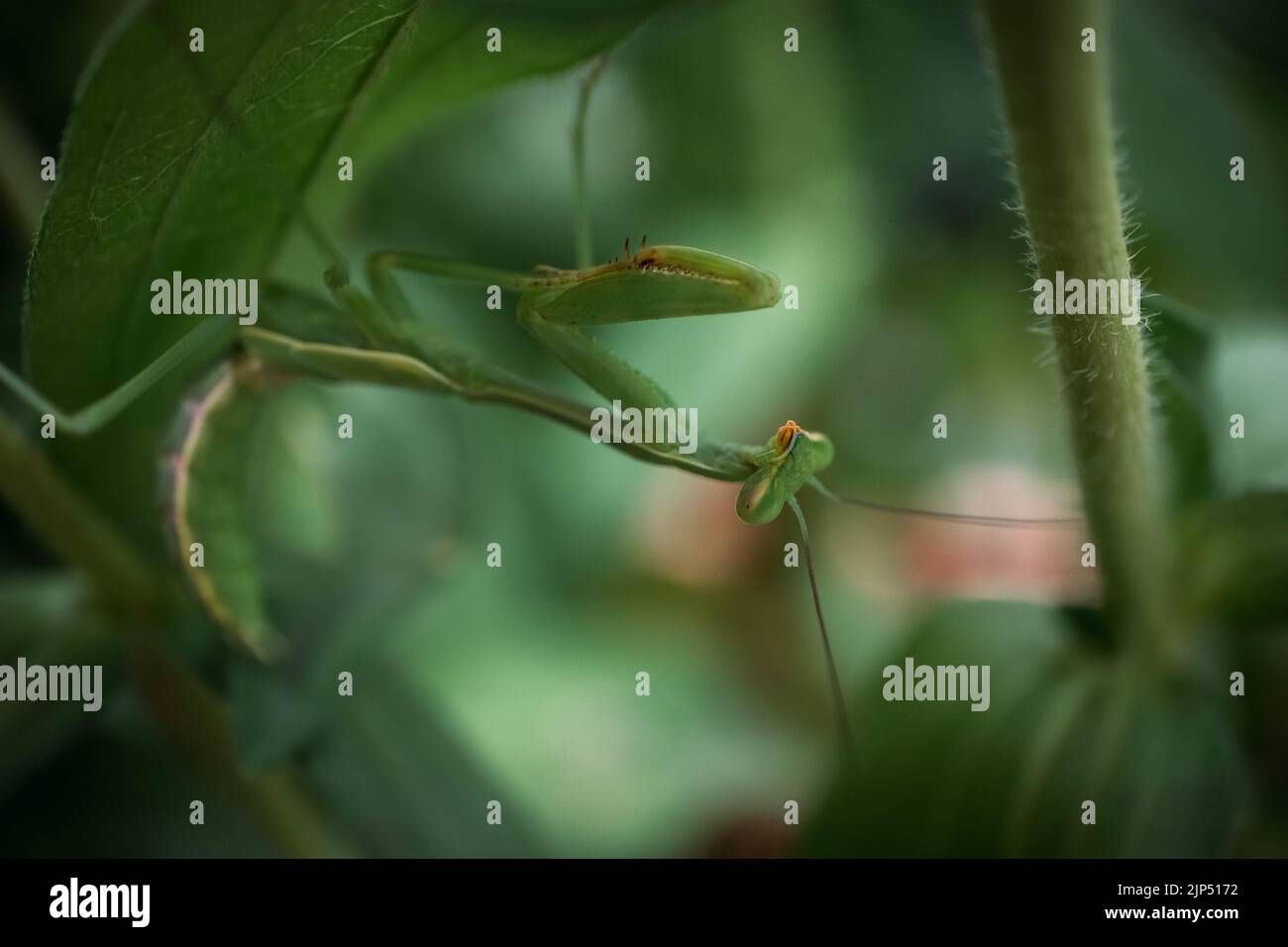 Praying Mantis hiding in a plant in a garden Stock Photo - Alamy