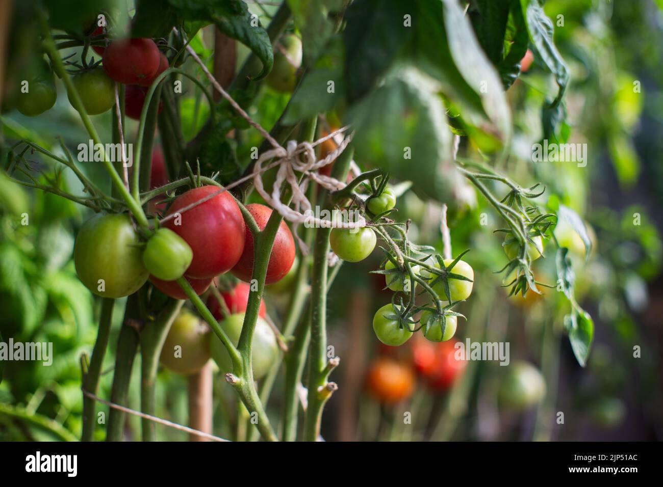 Tomato crops planted in soil get ripe under sun close up. Cultivated ...