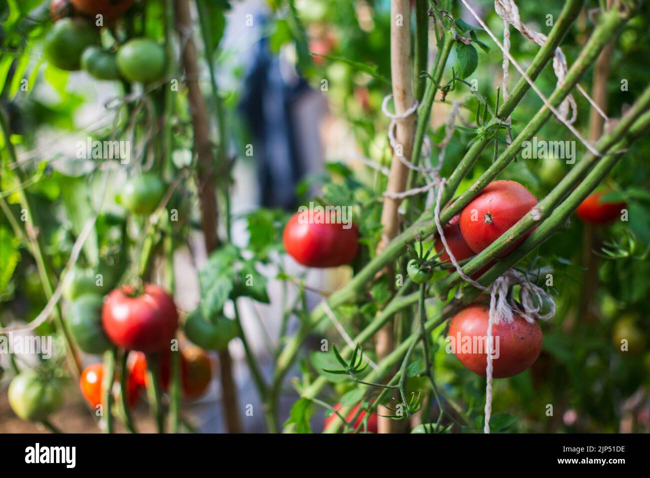 Tomato crops hi-res stock photography and images - Alamy