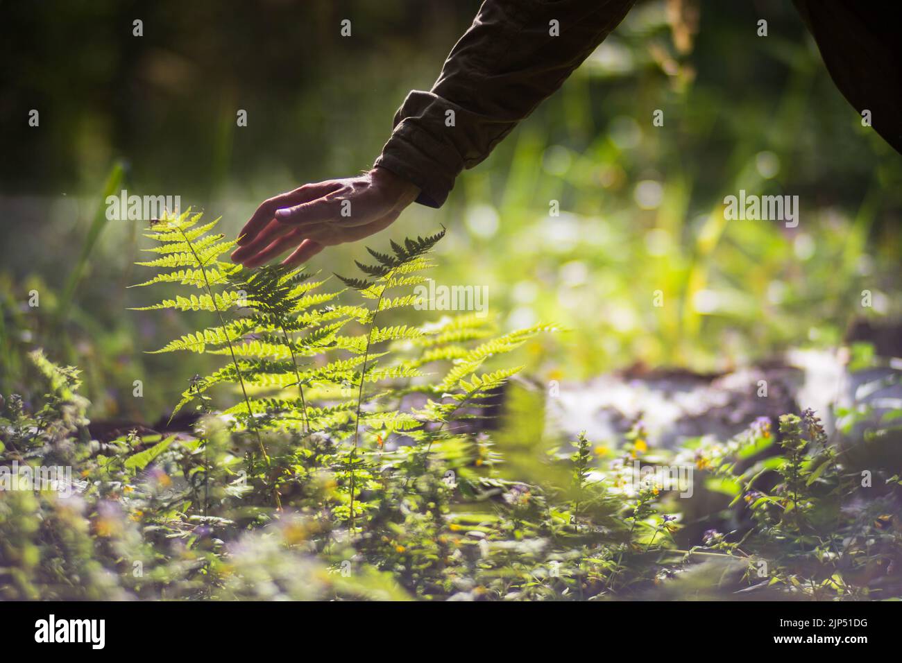 A man's hand touches a fern in the forest. Caring for the environment ...