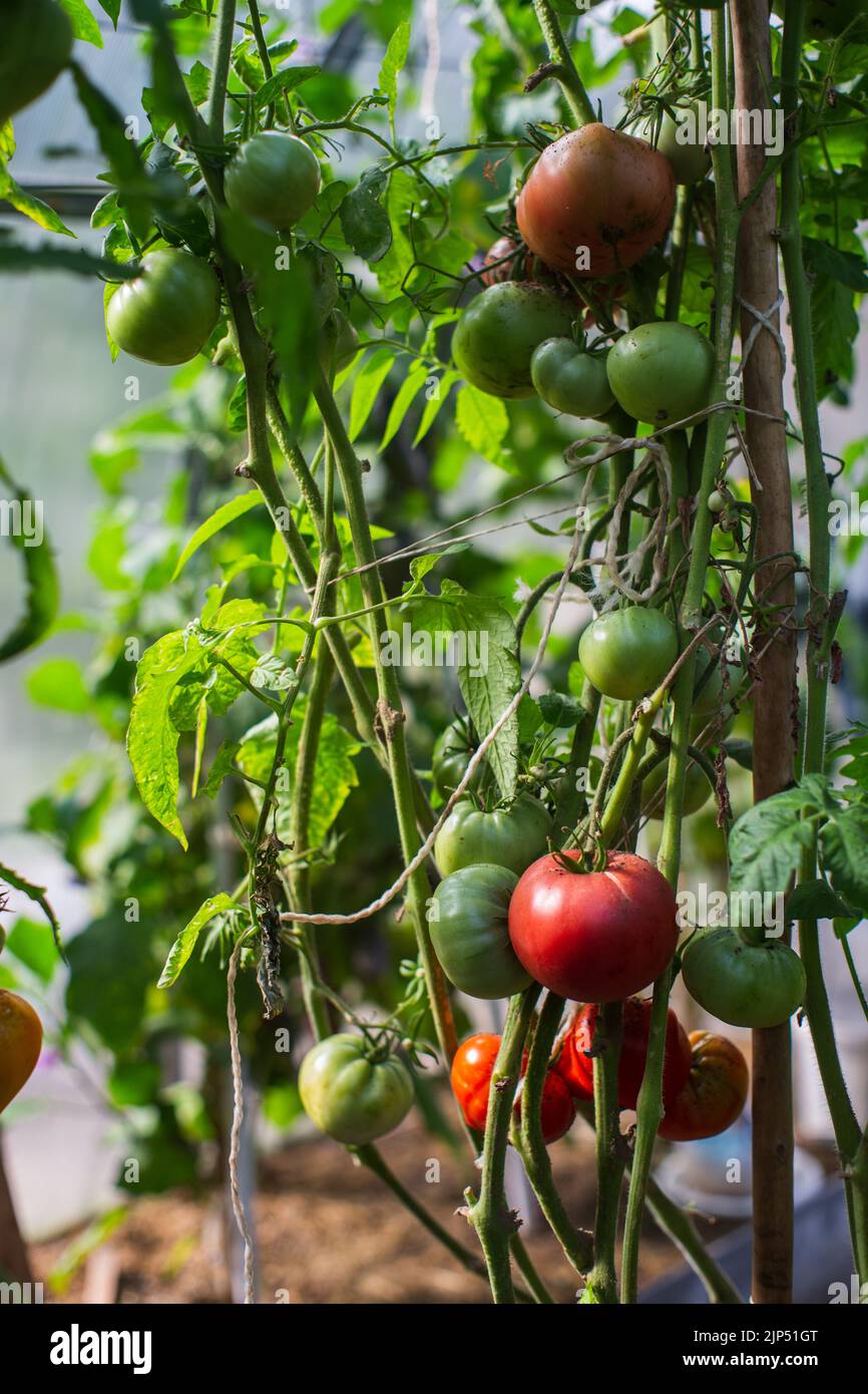 Tomato crops planted in soil get ripe under sun close up. Cultivated ...