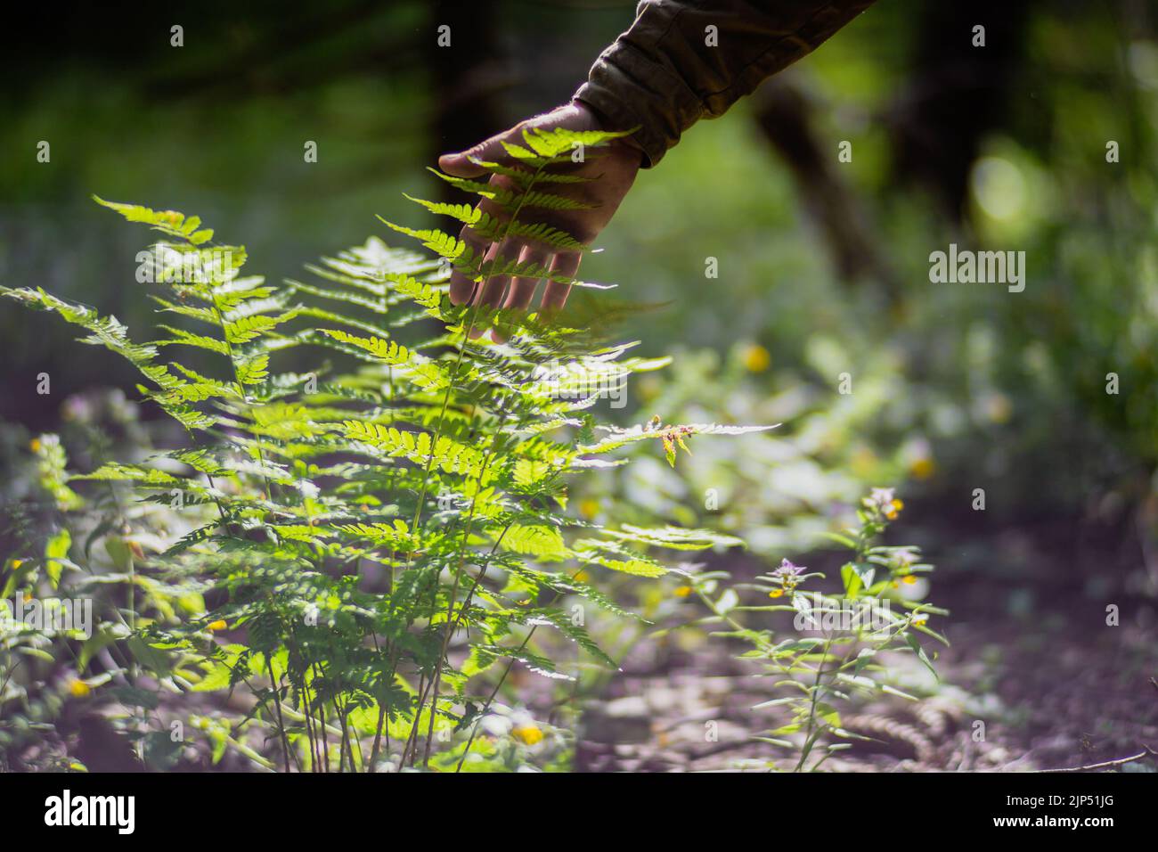 A man's hand touches a fern in the forest. Caring for the environment ...
