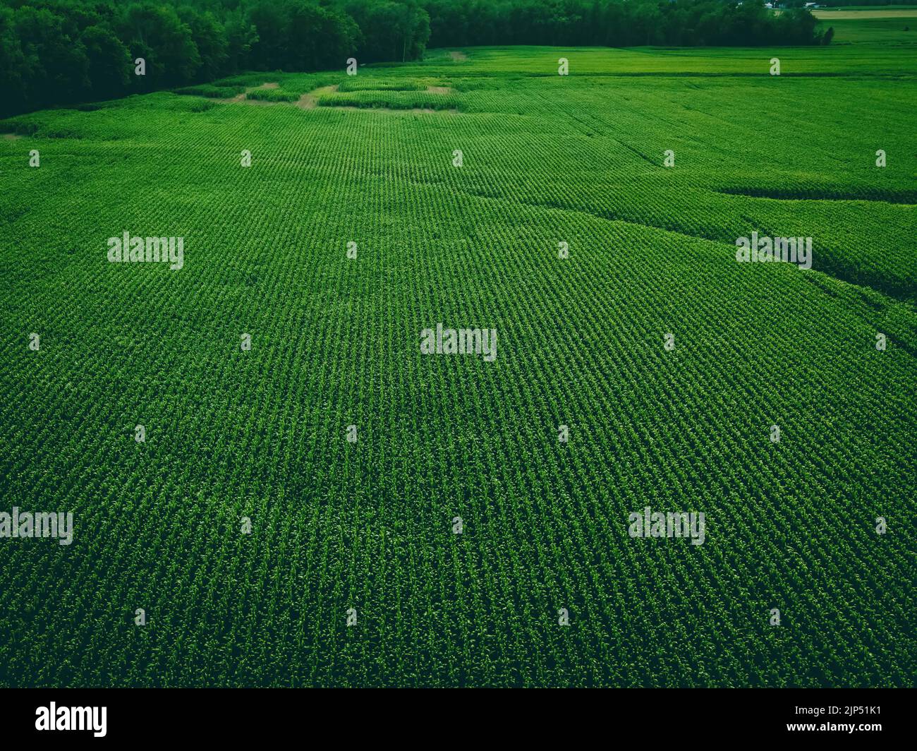 An aerial view of a wisconsin summertime farm with growing corn Stock ...