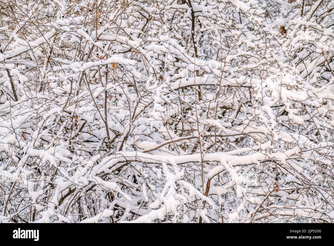 Tree branches in winter covered with snow and frost in snowfall. Frozen ...