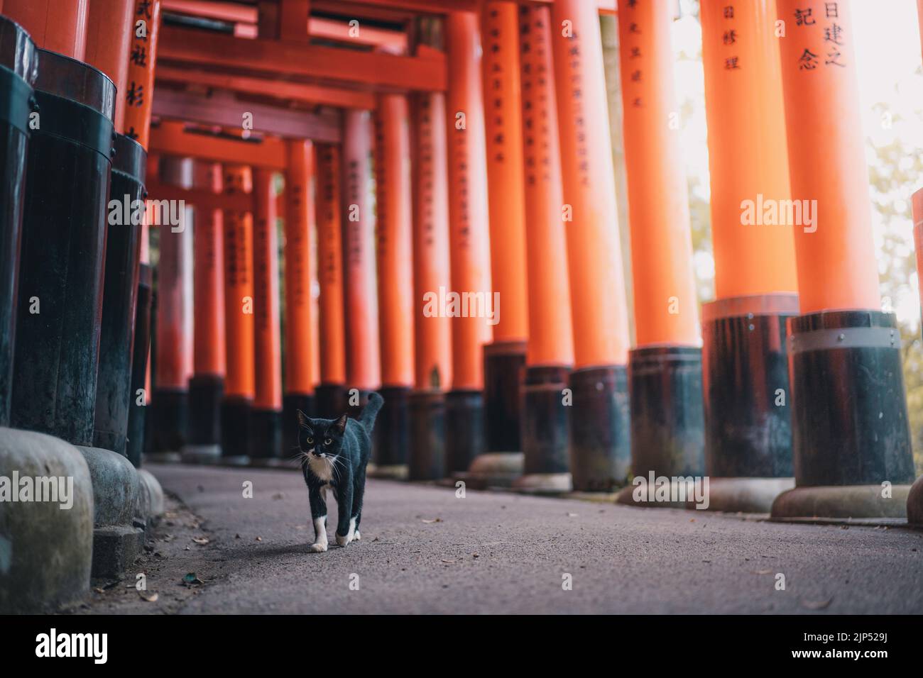 An adorable cat at the beautiful orange entrance into the Fushimi Inari ...