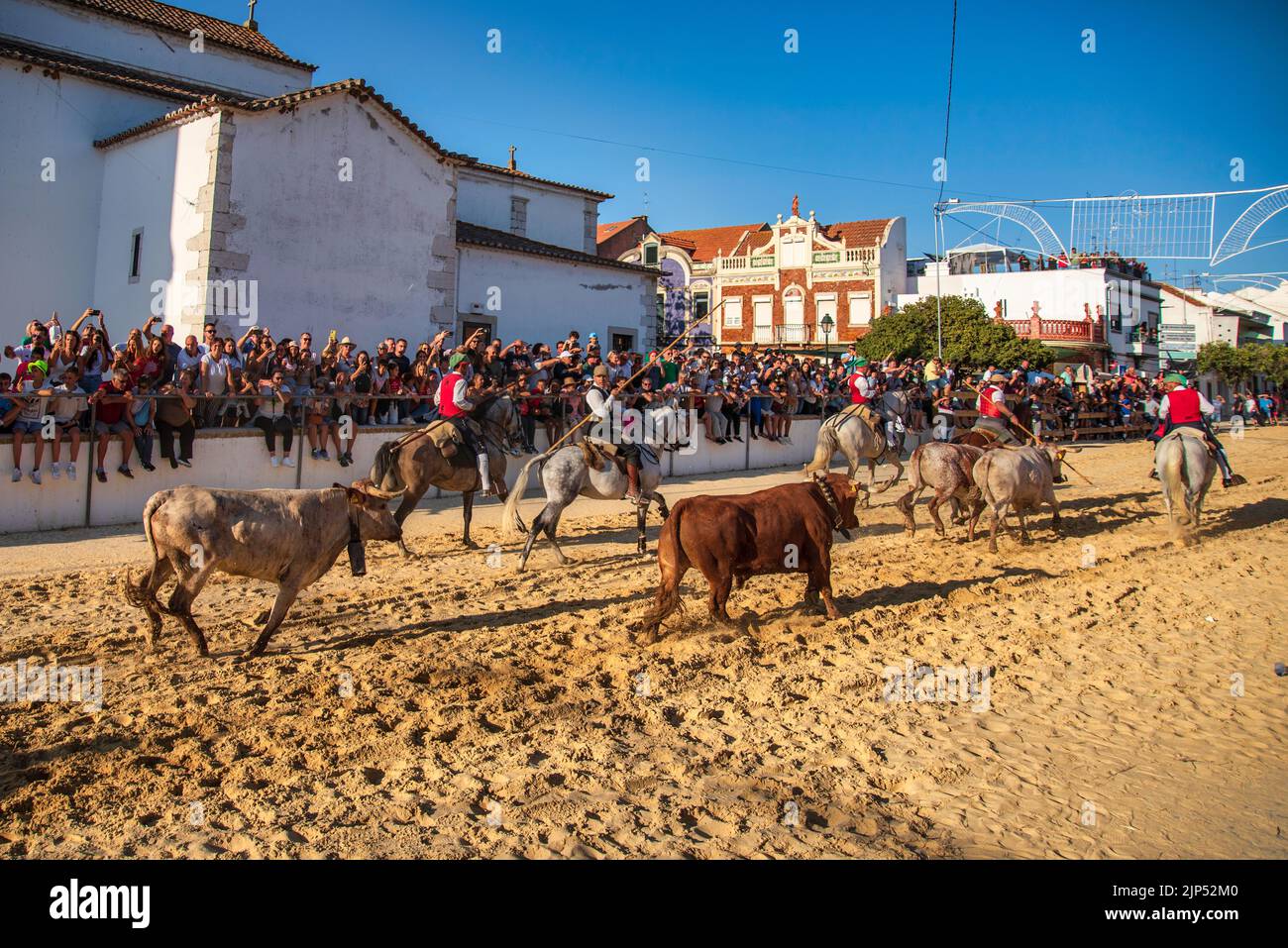 Barrete Verde Bull festival in Alcochete Portugal Stock Photo - Alamy