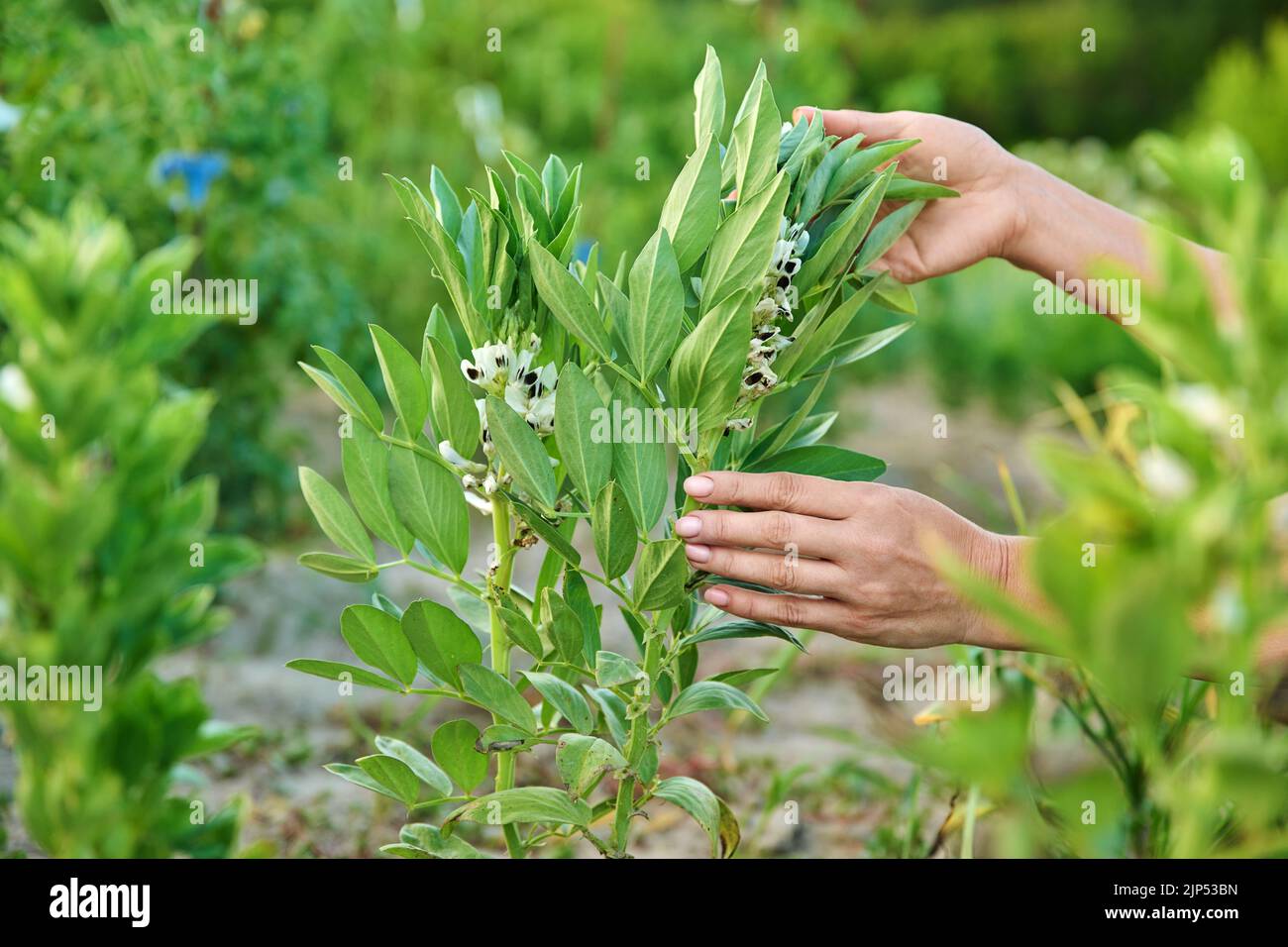 Flowering plant of legume family in vegetable garden Stock Photo - Alamy