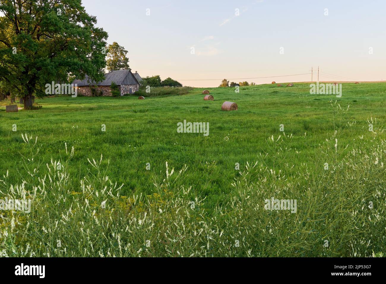 Green agricultural field with haystacks, big oak tree and old stone ...