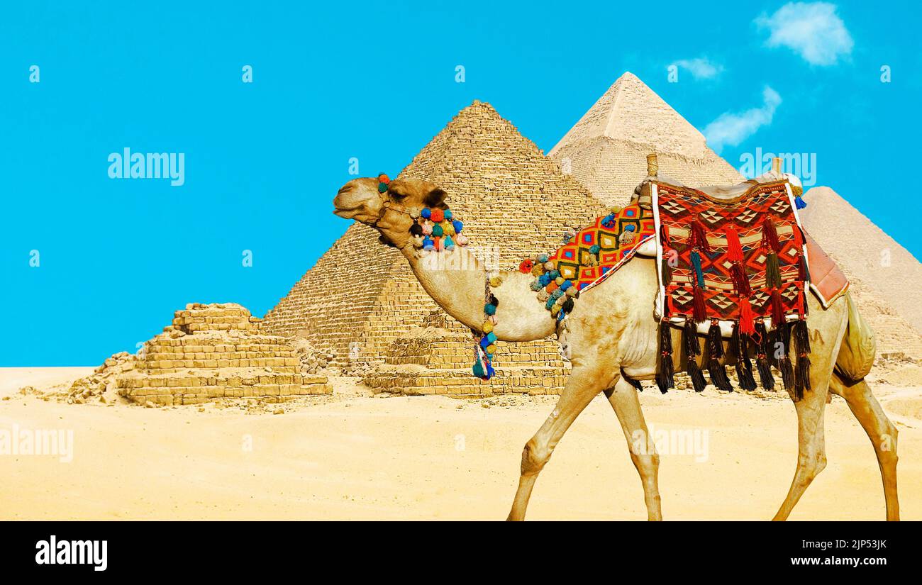 Camel in front of the pyramids Giza and turquoise blue sky background ,Egypt Stock Photo - Alamy