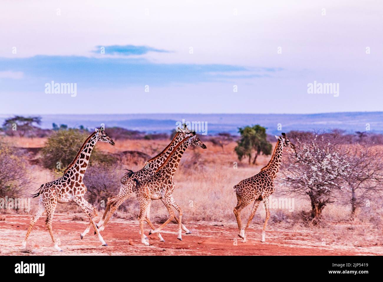 Amboseli National Park is in southern Kenya. It’s known for its large ...