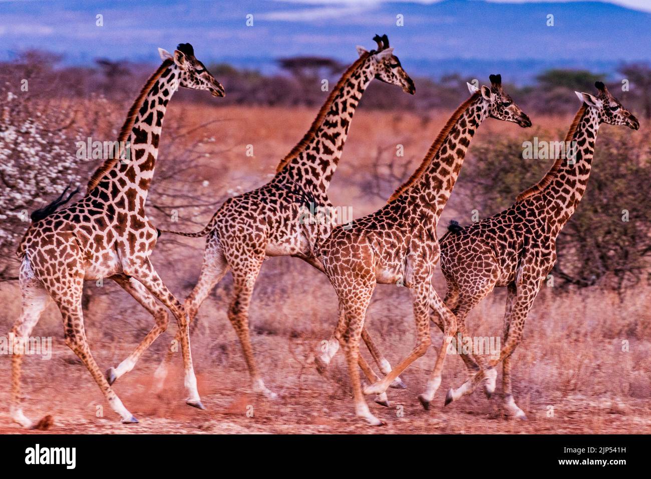 Amboseli National Park is in southern Kenya. It’s known for its large ...