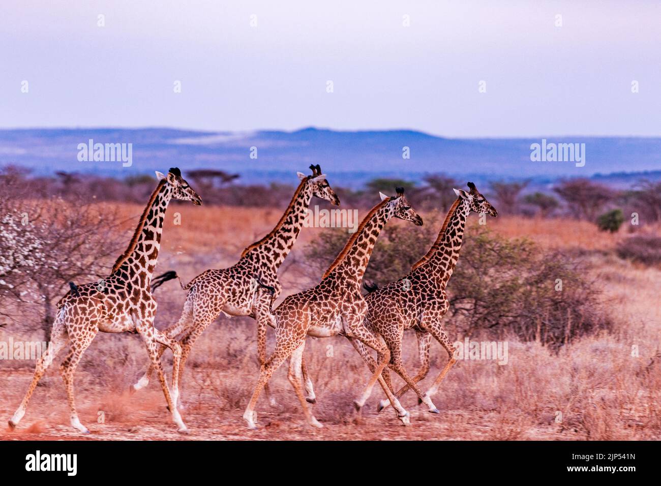 Amboseli National Park is in southern Kenya. It’s known for its large ...
