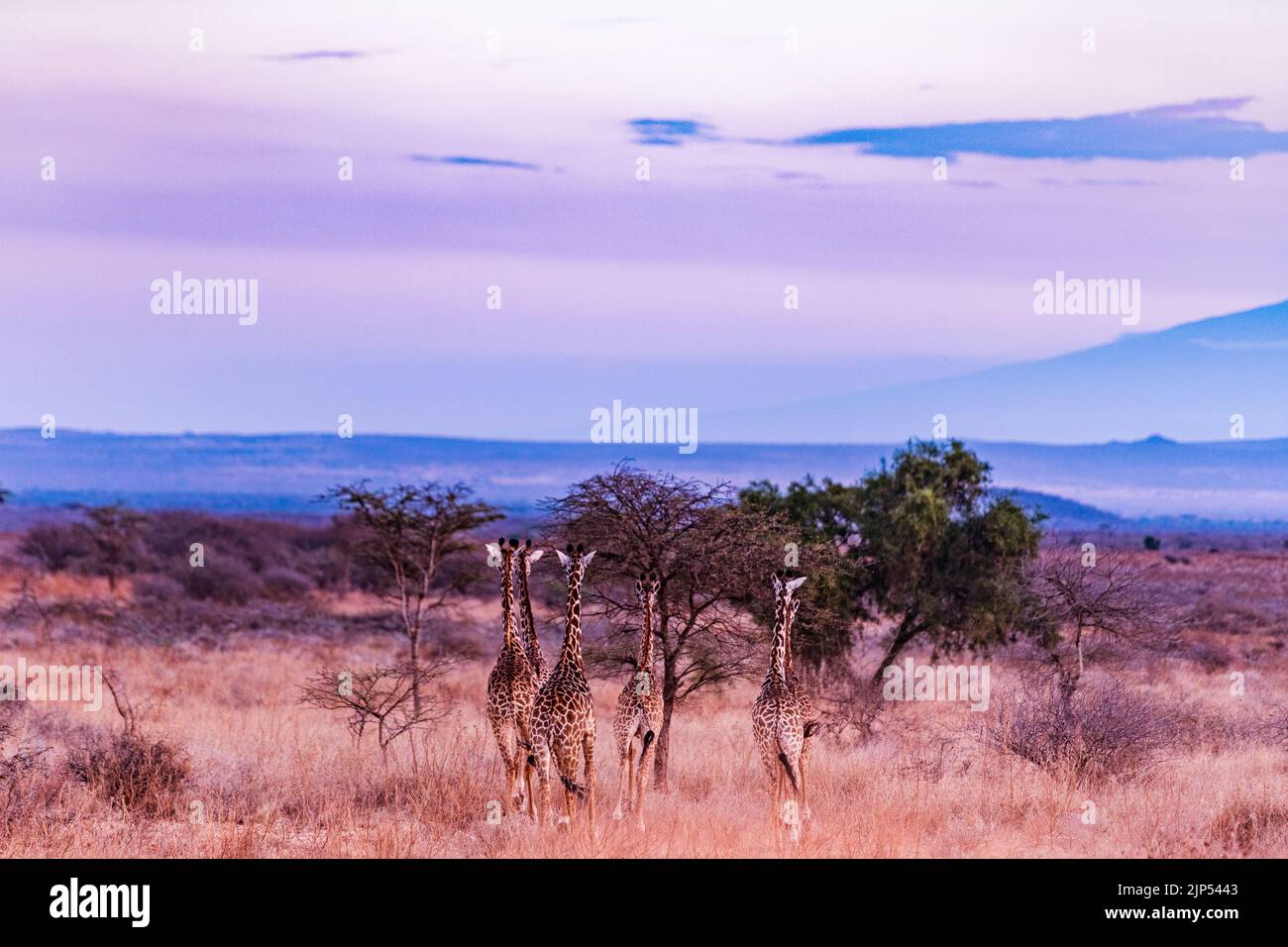 Amboseli National Park is in southern Kenya. It’s known for its large ...