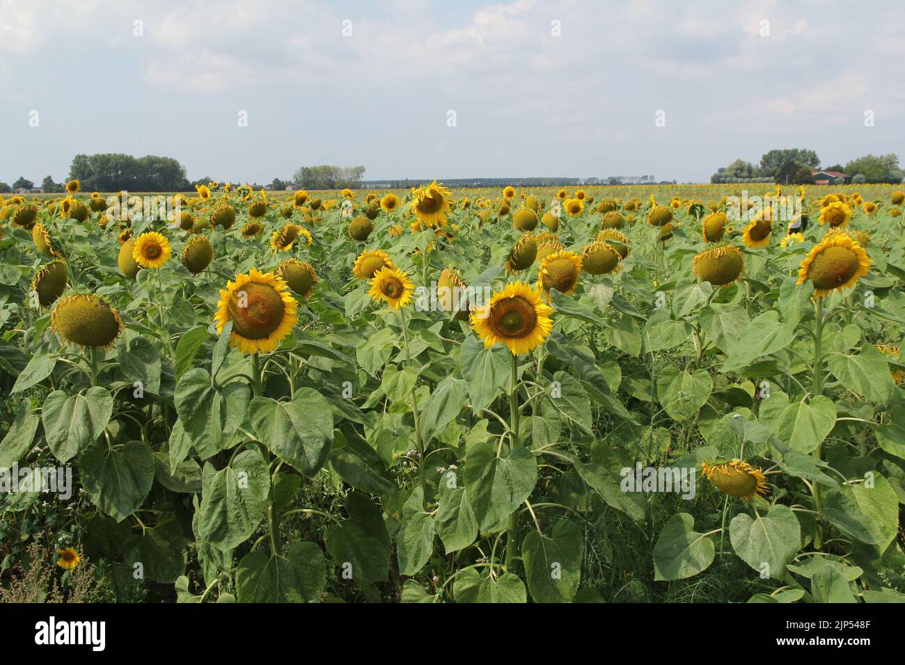 a field with big sunflowers in summer Stock Photo - Alamy