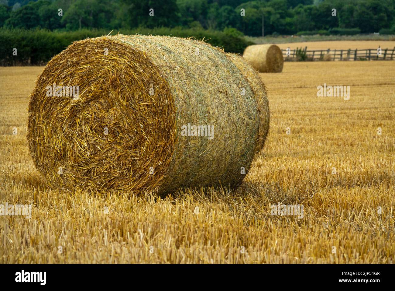 A bale of hay in an agricultural field during harvest on a farm Stock ...