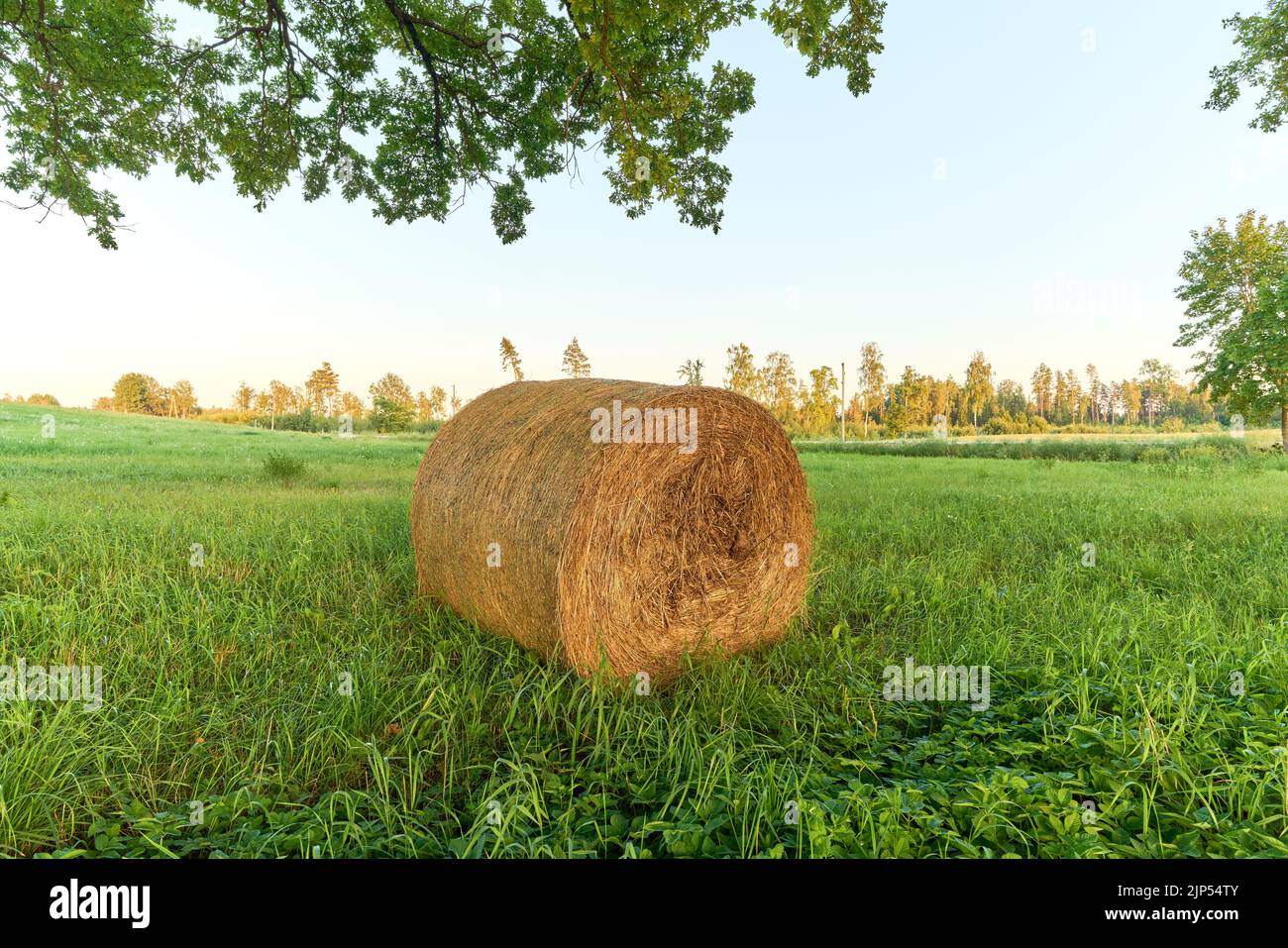 Big oak tree hi-res stock photography and images - Alamy
