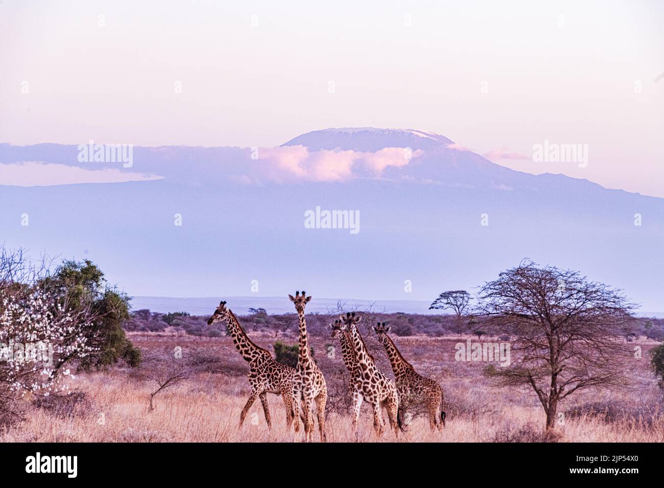Mount Kilimanjaro is a dormant volcano in Tanzania. It is the highest ...
