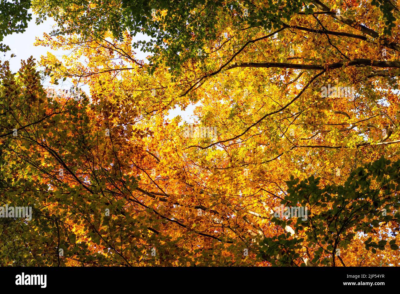 seasonal tree branches backdrop. top view. natural beauty. fall season ...