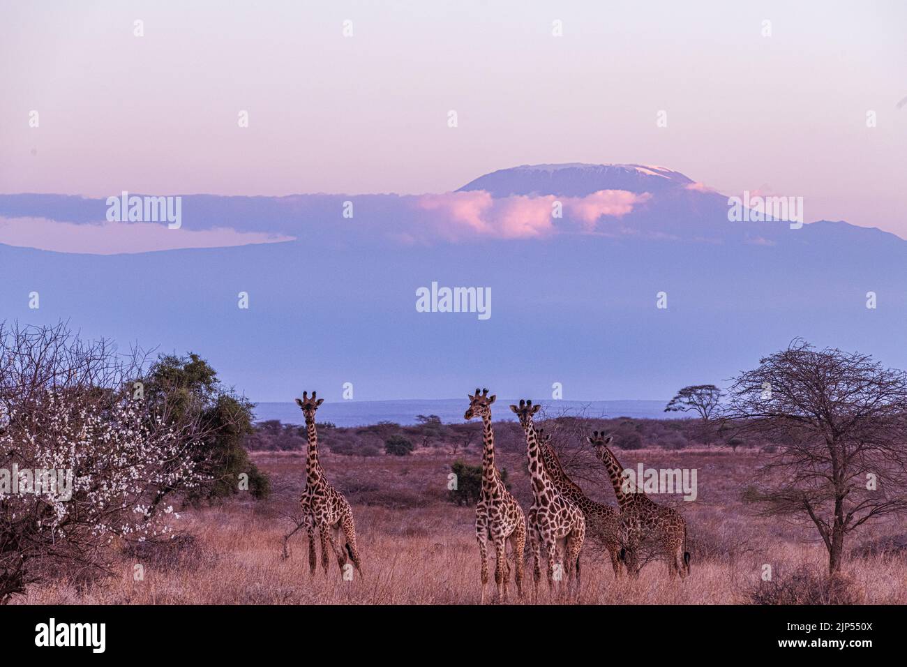 Mount Kilimanjaro is a dormant volcano in Tanzania. It is the highest ...