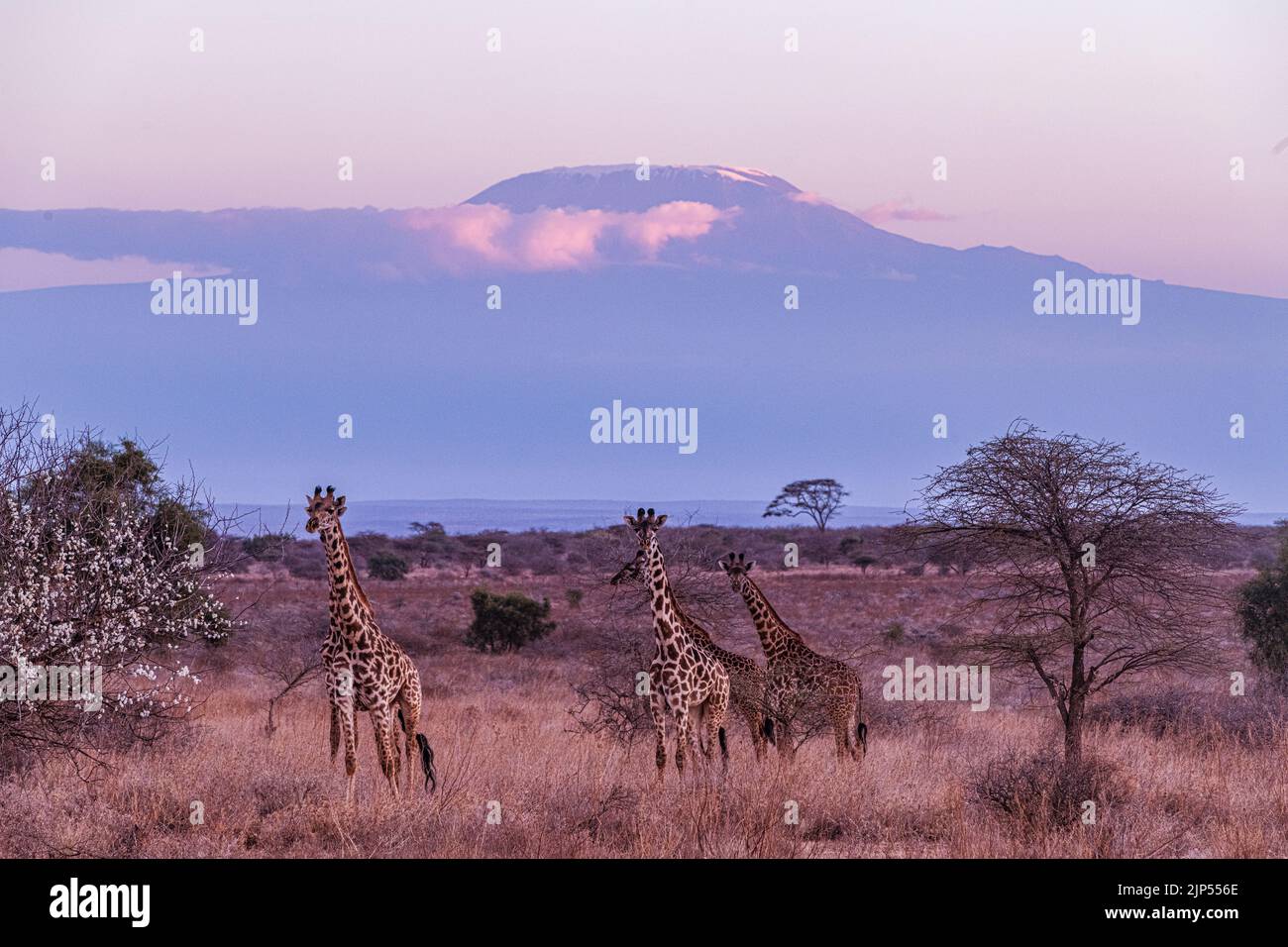 Mount Kilimanjaro is a dormant volcano in Tanzania. It is the highest ...