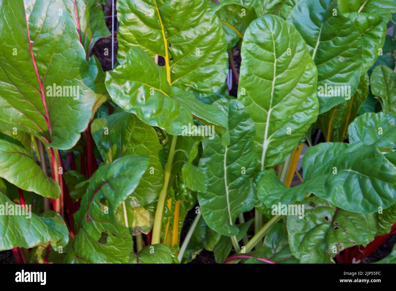 Vegetable freshness hi-res stock photography and images - Alamy