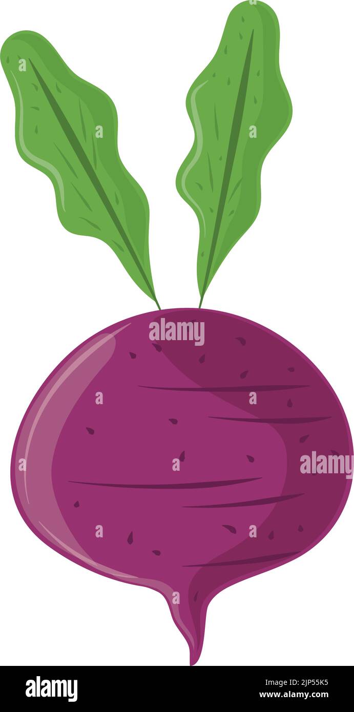 radish vegetable icon Stock Vector Image & Art - Alamy