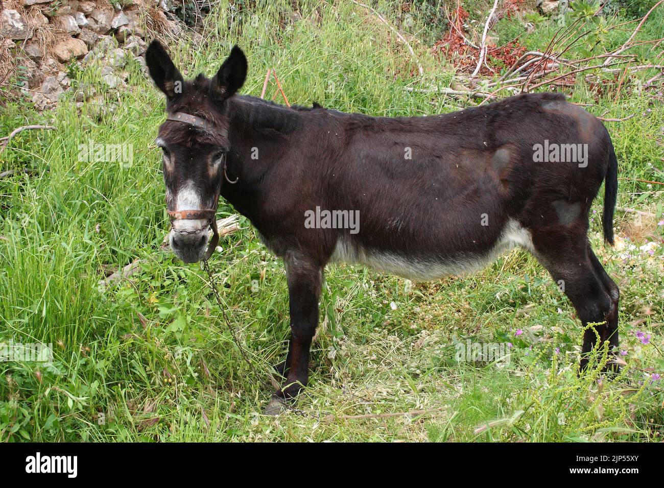 Hausesel / Donkey / Equus asinus asinus Stock Photo - Alamy