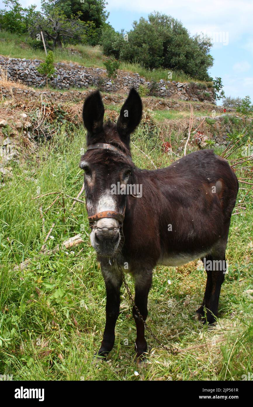 Hausesel / Donkey / Equus asinus asinus Stock Photo - Alamy