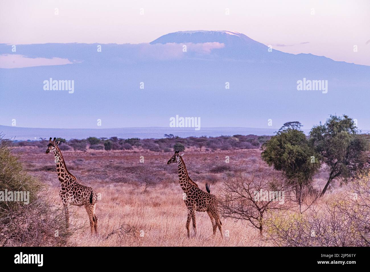 Mount Kilimanjaro is a dormant volcano in Tanzania. It is the highest ...