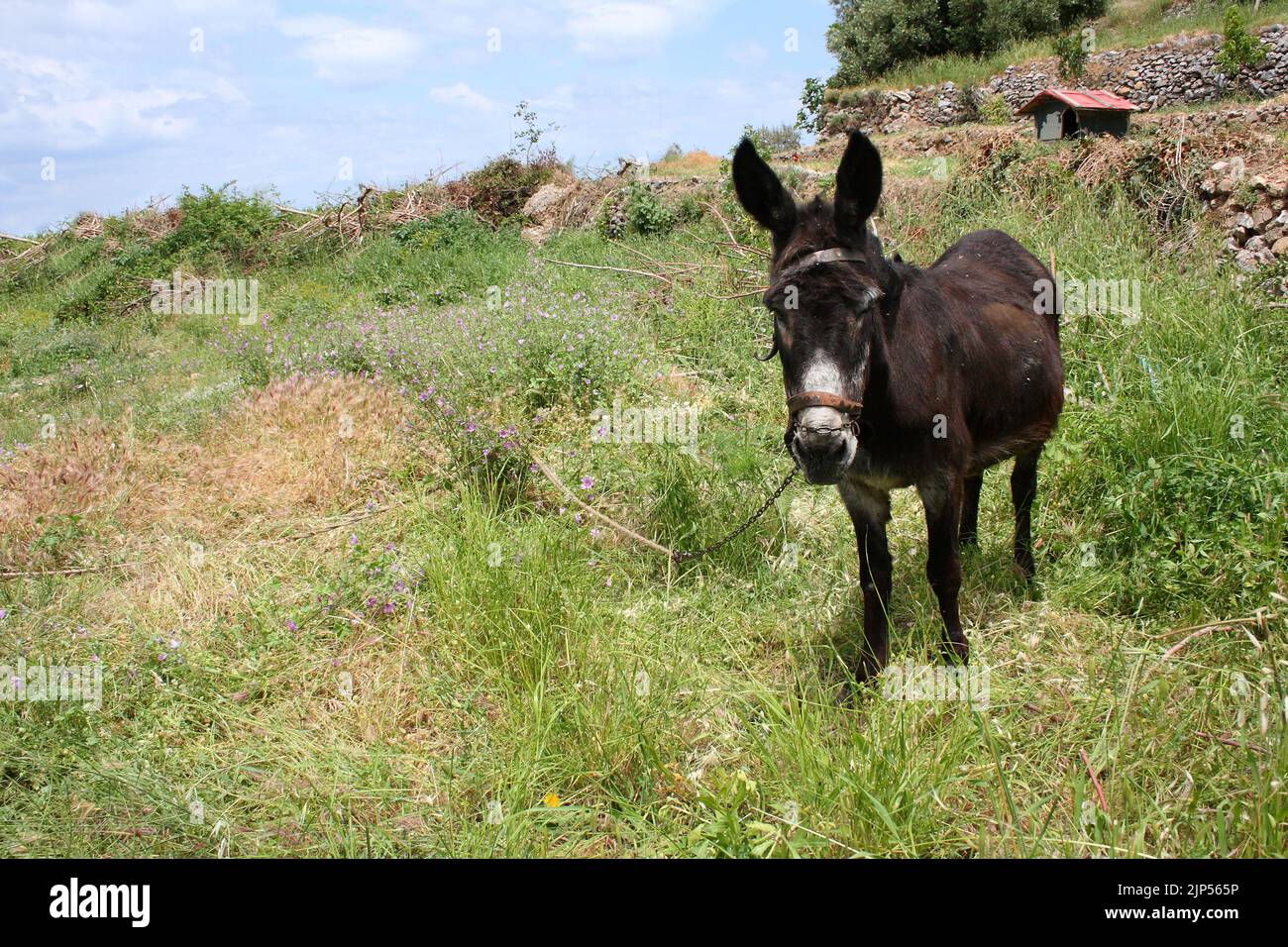 Hausesel / Donkey / Equus asinus asinus Stock Photo - Alamy