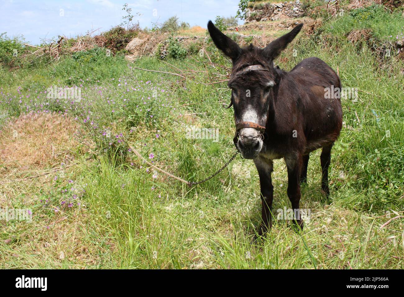 Hausesel / Donkey / Equus asinus asinus Stock Photo - Alamy