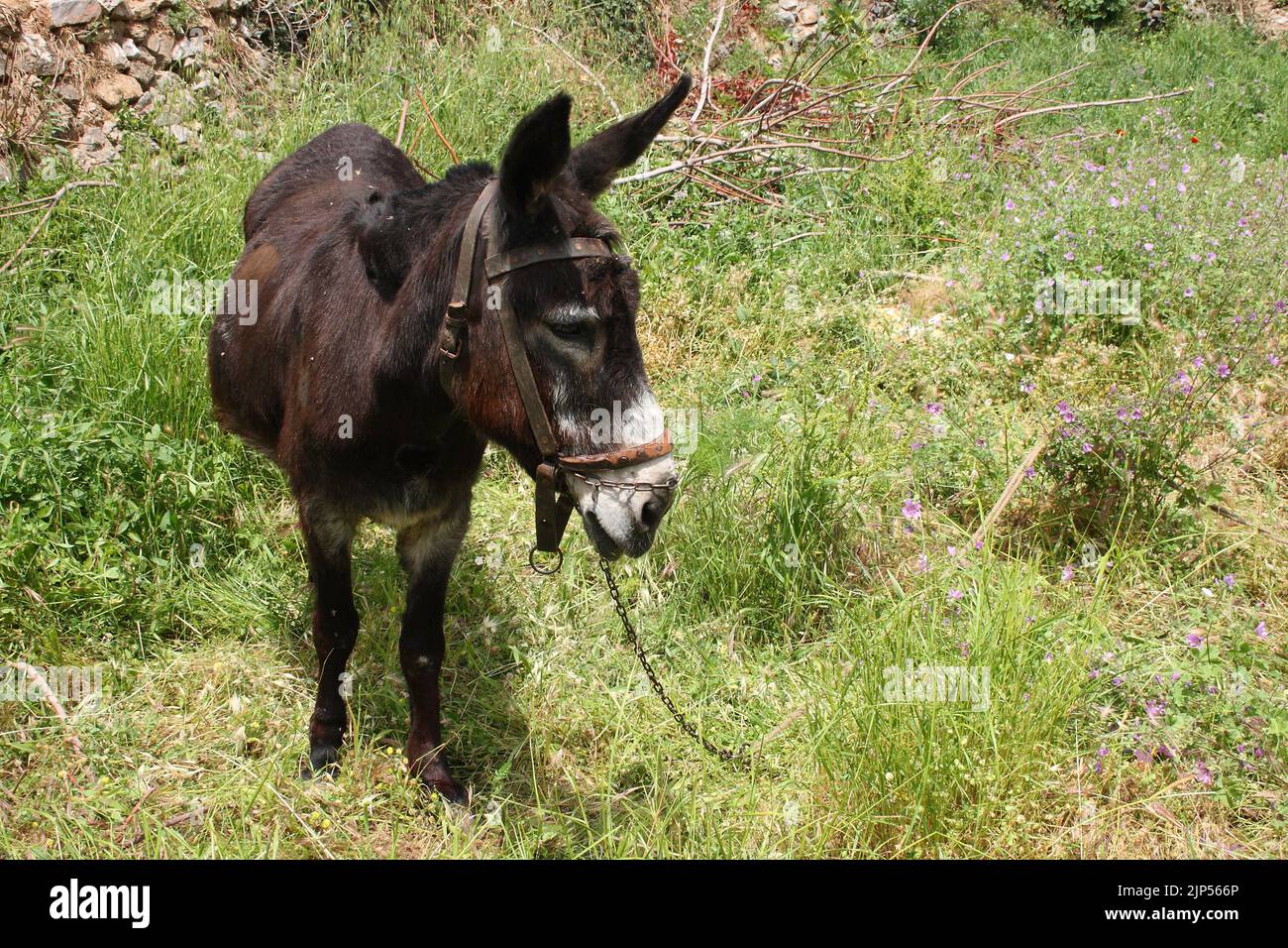 Hausesel / Donkey / Equus asinus asinus Stock Photo - Alamy