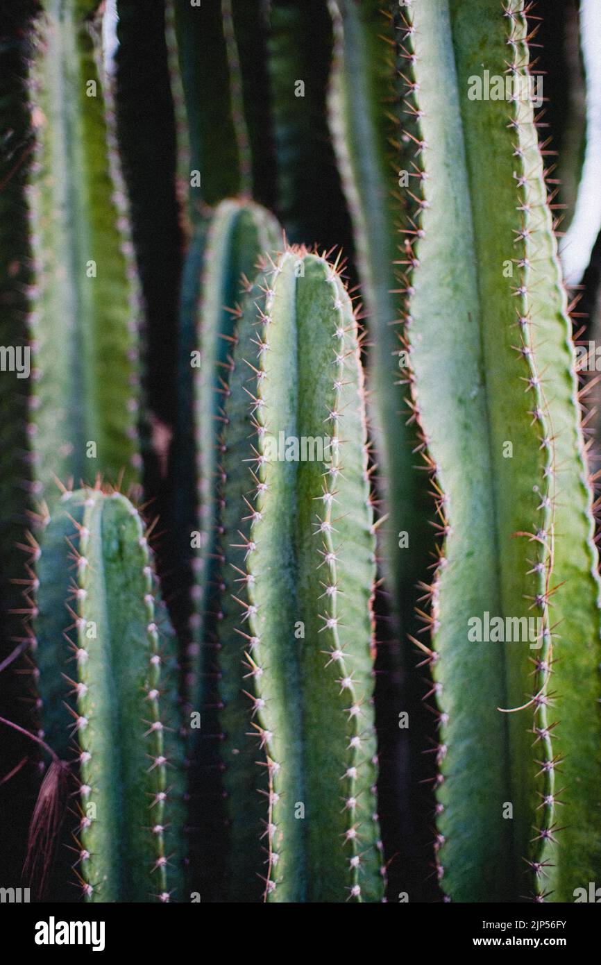 A vertical closeup of a green Cactus plant with spikes outdoors Stock ...