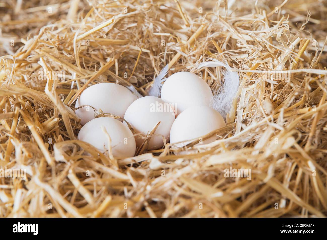 Chicken eggs in a straw nest in a barn Stock Photo - Alamy